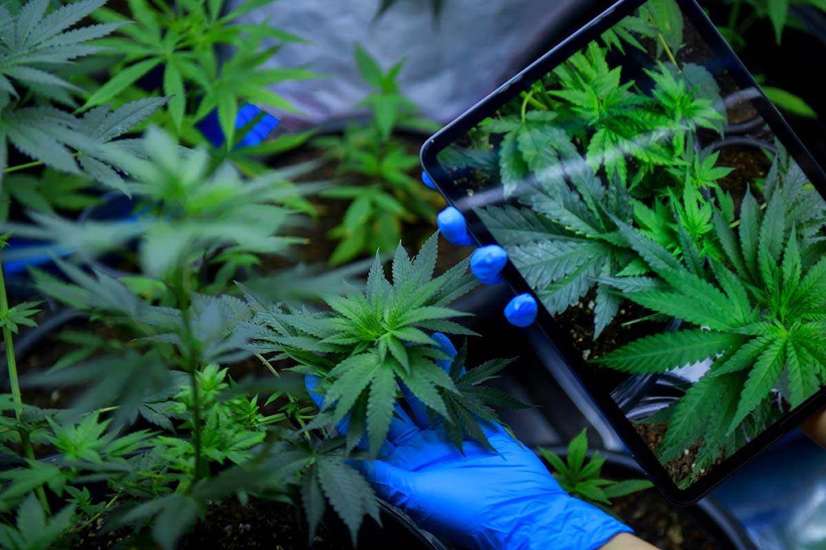 About Us - GrowShield